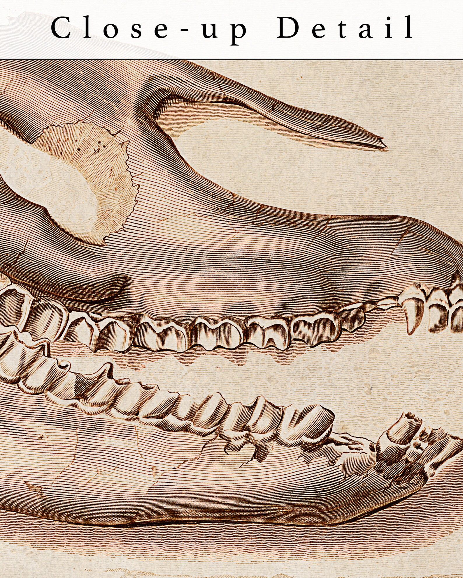 1892 Antique Fossil Print Vintage Fossil Art Paleontology - Etsy