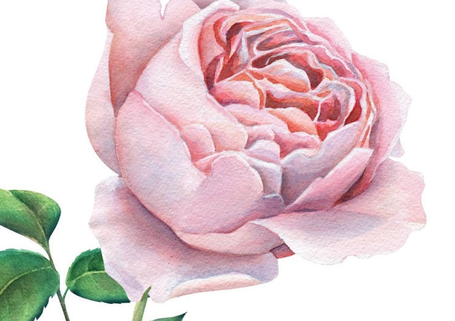 Rose Print Flower Print Rose Art Flower Art Minimalist | Etsy