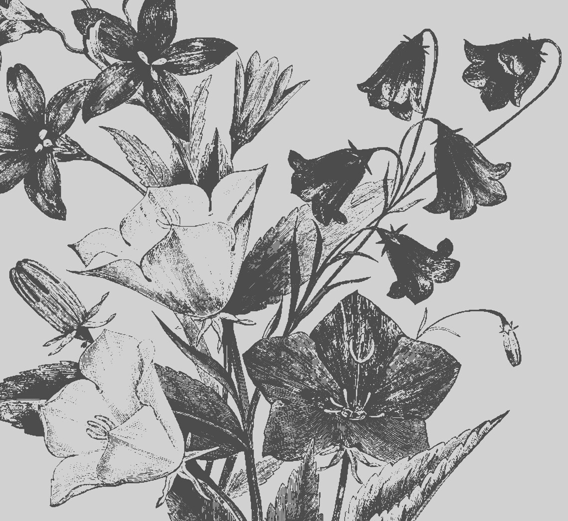 Botanical Print Set, Flower Prints, Set of Prints, Botanical Wall Art ...