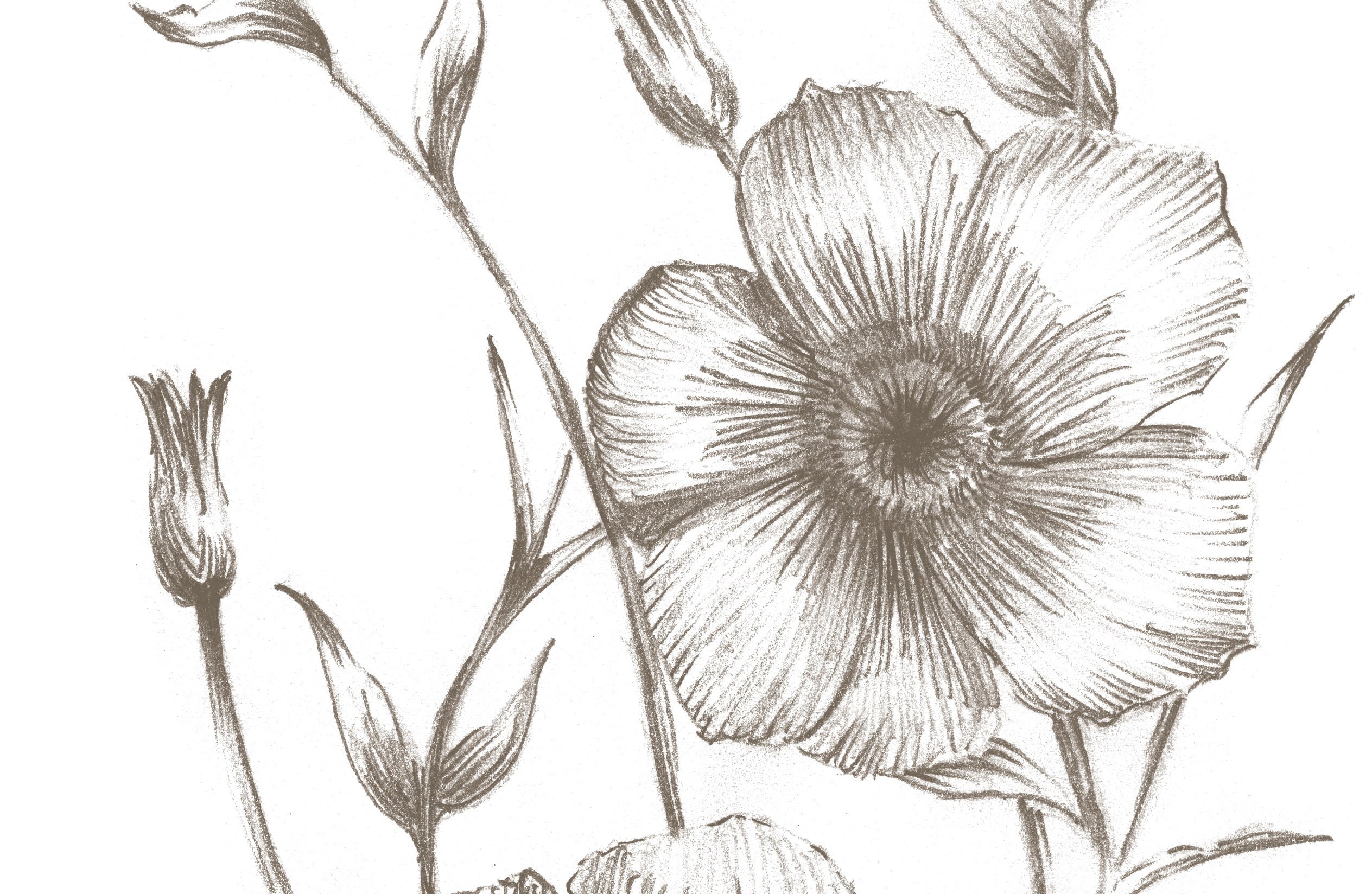 Grey Wall Art, Flower Prints, Grey Prints, Wall Art Set, Set of 3 ...