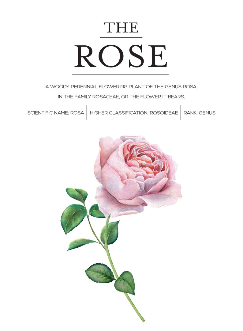 Rose Print Flower Print Rose Art Flower Art Minimalist | Etsy