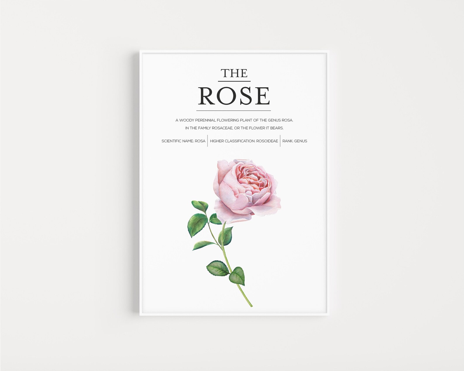 Rose Print Flower Print Rose Art Flower Art Minimalist - Etsy UK