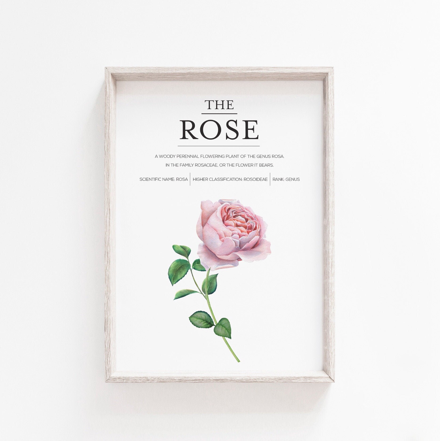 Rose Print Flower Print Rose Art Flower Art Minimalist - Etsy UK