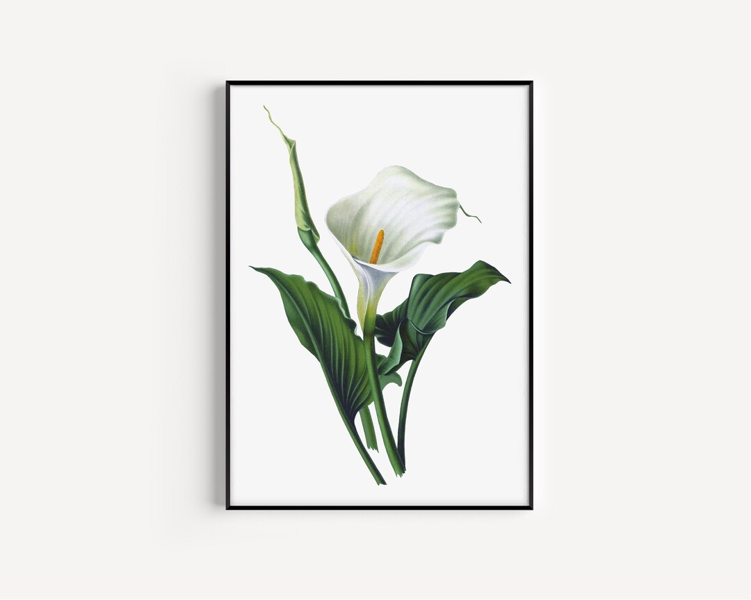 Wall Art Print, Lily Wall Art, Flower Wall Art, Minimalist Wall Art ...