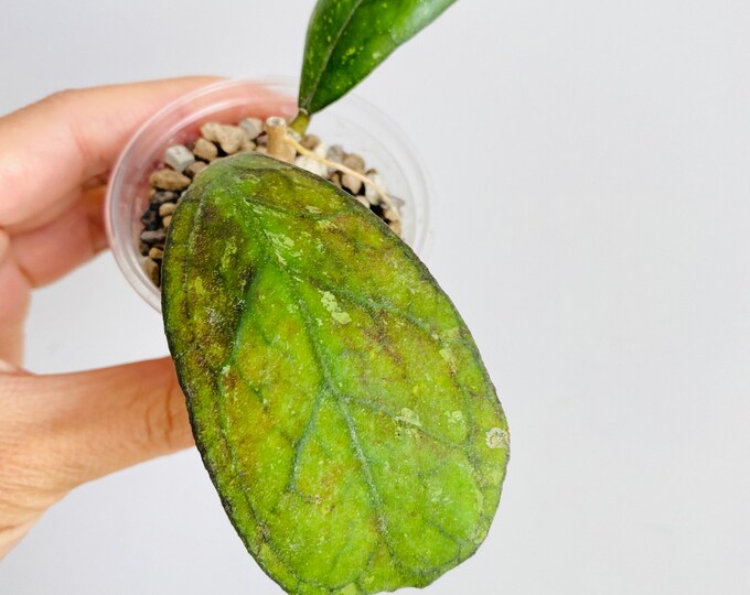 Hoya Cv. Irina EPC-964 Rooted Starter Plant - Etsy