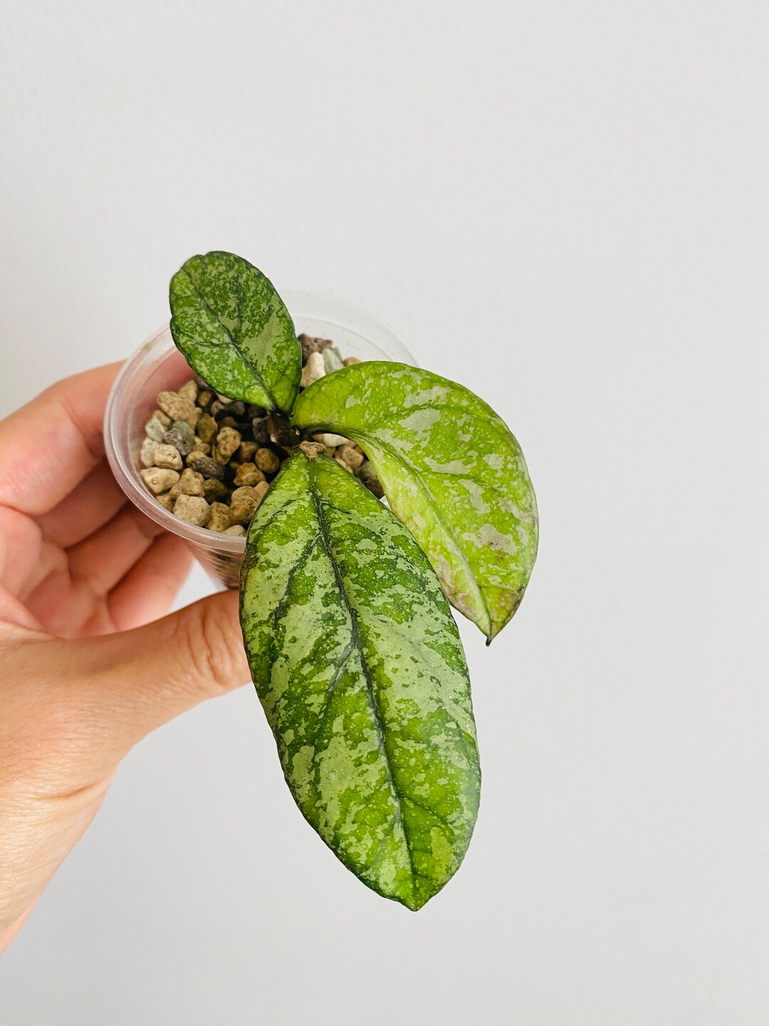Exact Plant Hoya Crassipetiolata Splash Rooted Starter Plant - Etsy