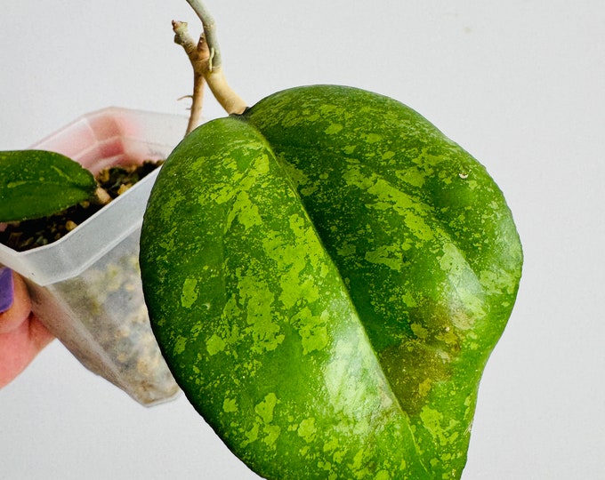 Exact Plant - Hoya Cv. Joy Splash Rooted Plant - Etsy
