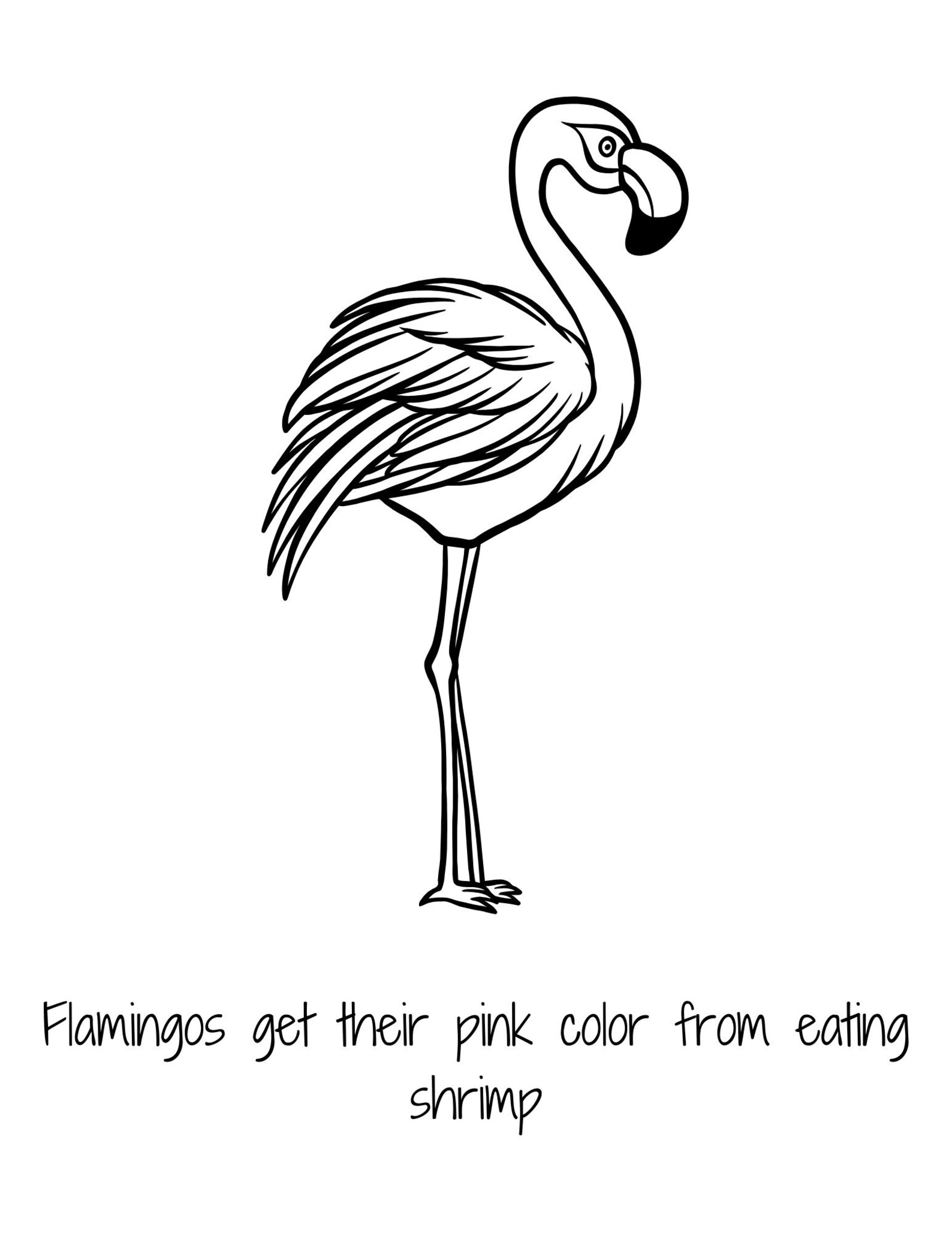 Animal Coloring Pages With Fun Facts Canva Template (includes 30 Pages ...