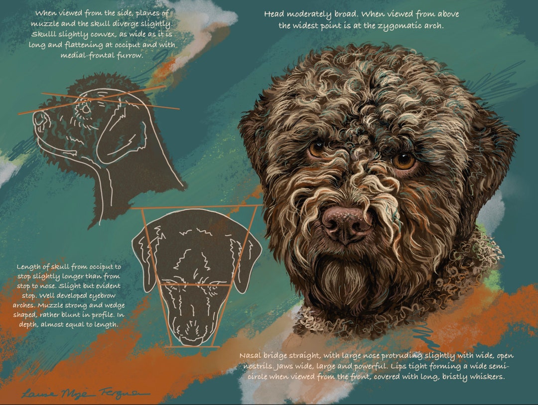 Lagotto Romagnolo Illustrated Breed Standard - Head - Etsy