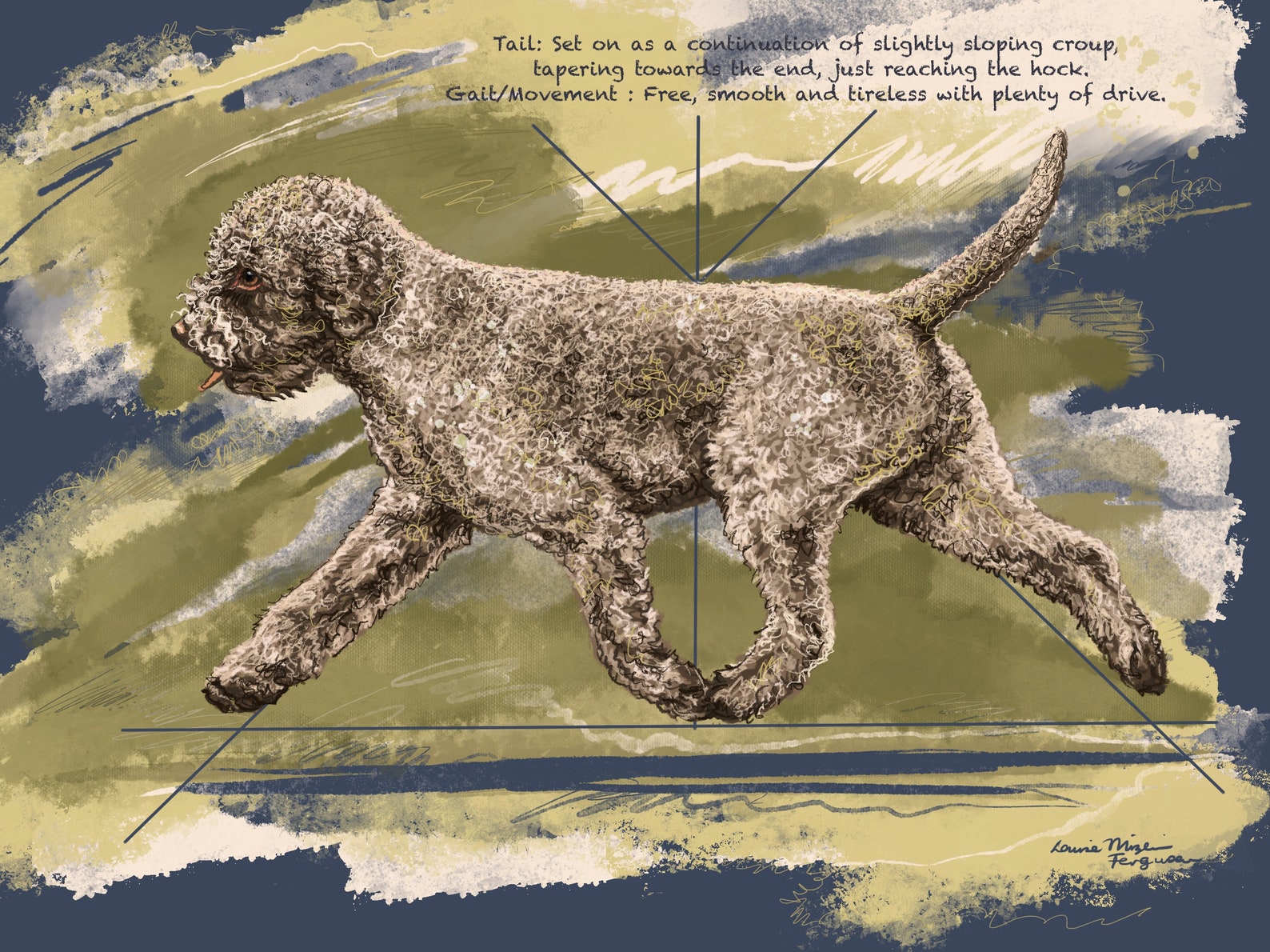 Lagotto Romagnolo Illustrated UK Breed Standard - Tail, Gait/movement ...