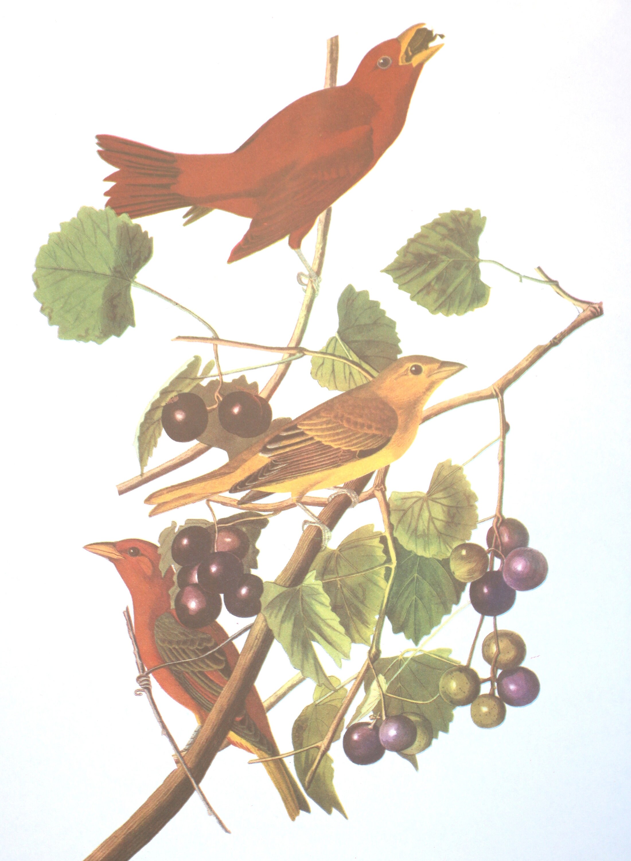 Summer Tanager Tiranga Bubra Antique Vintage Audubon - Etsy