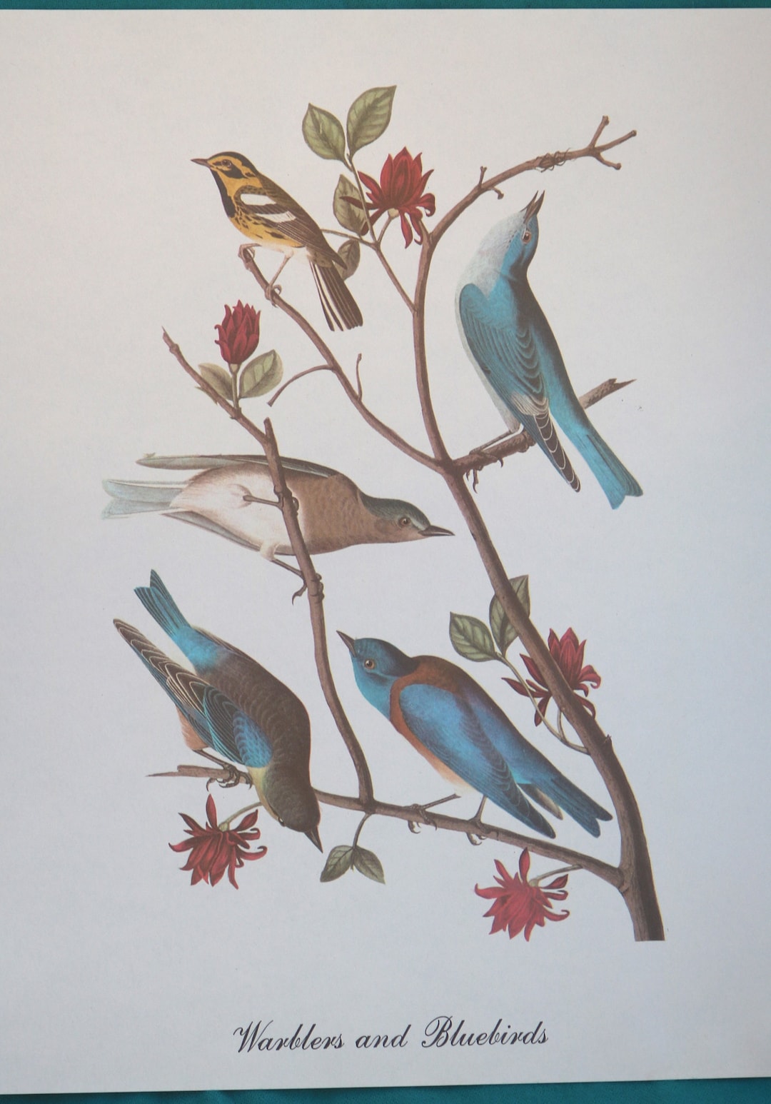 Warblers and Bluebirds, Audubon, Vintage Fine Full Color Art Print ...