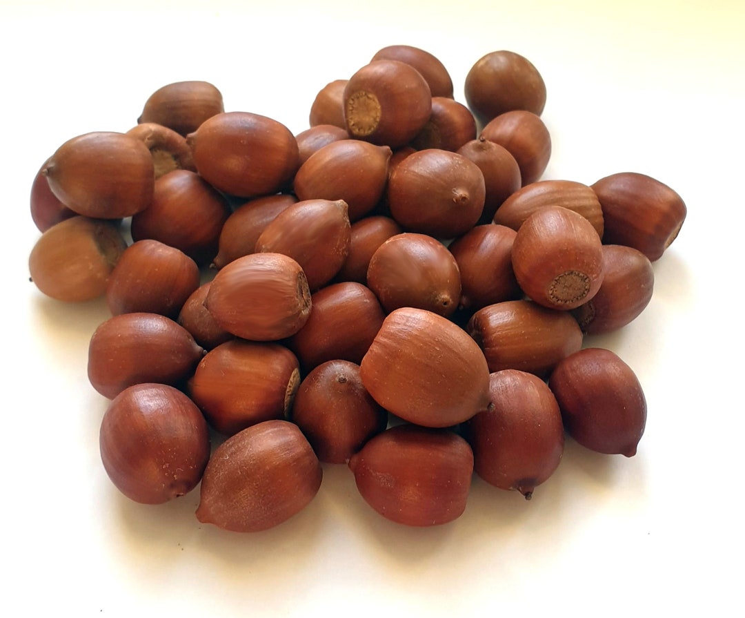 30 Natural Dried Oak Acorns, American Red Oak Acorns, Fall Decoration ...