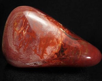 Petrified palm wood | Etsy