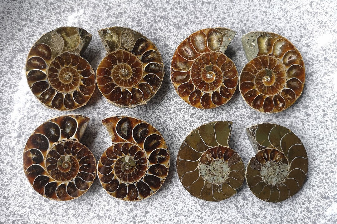 Natural Slices of Ammonite (pair) - Etsy