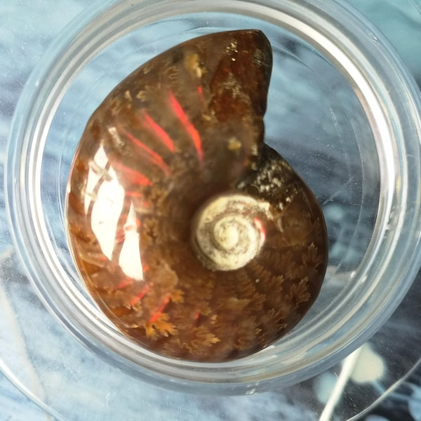 Red Fire Rainbow Ammonite Cleoniceras Fossil From Madagascar - Etsy