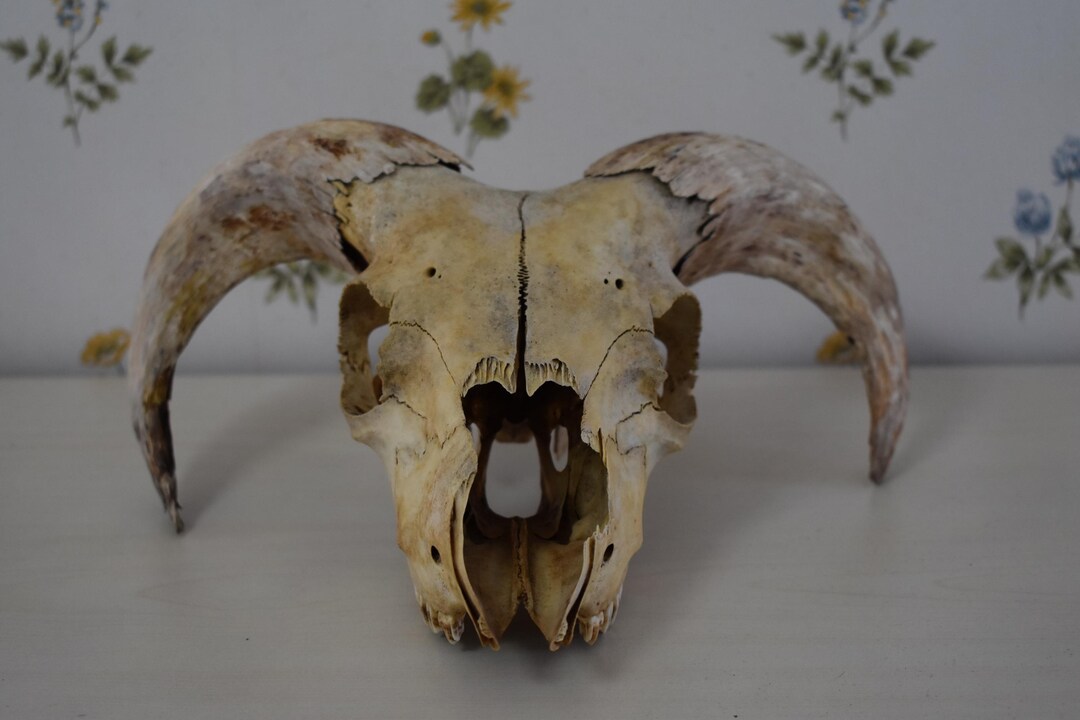 Icelandic Ram Lamb Skull - Etsy