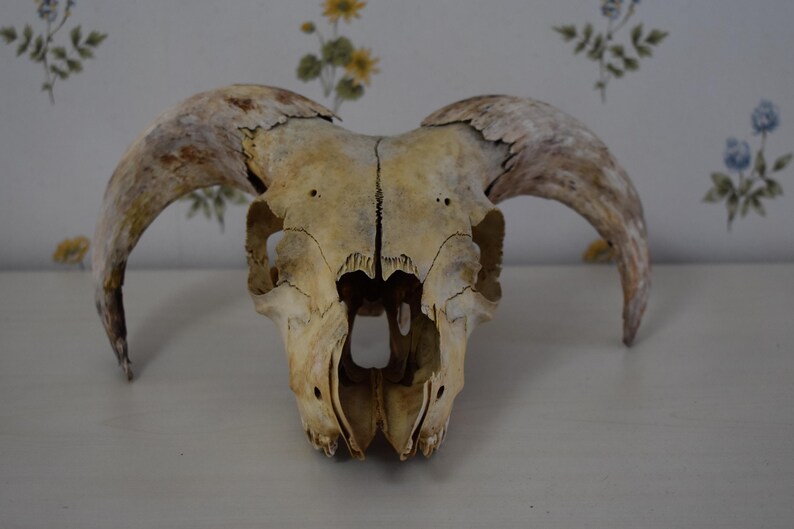 Icelandic Ram Lamb Skull - Etsy