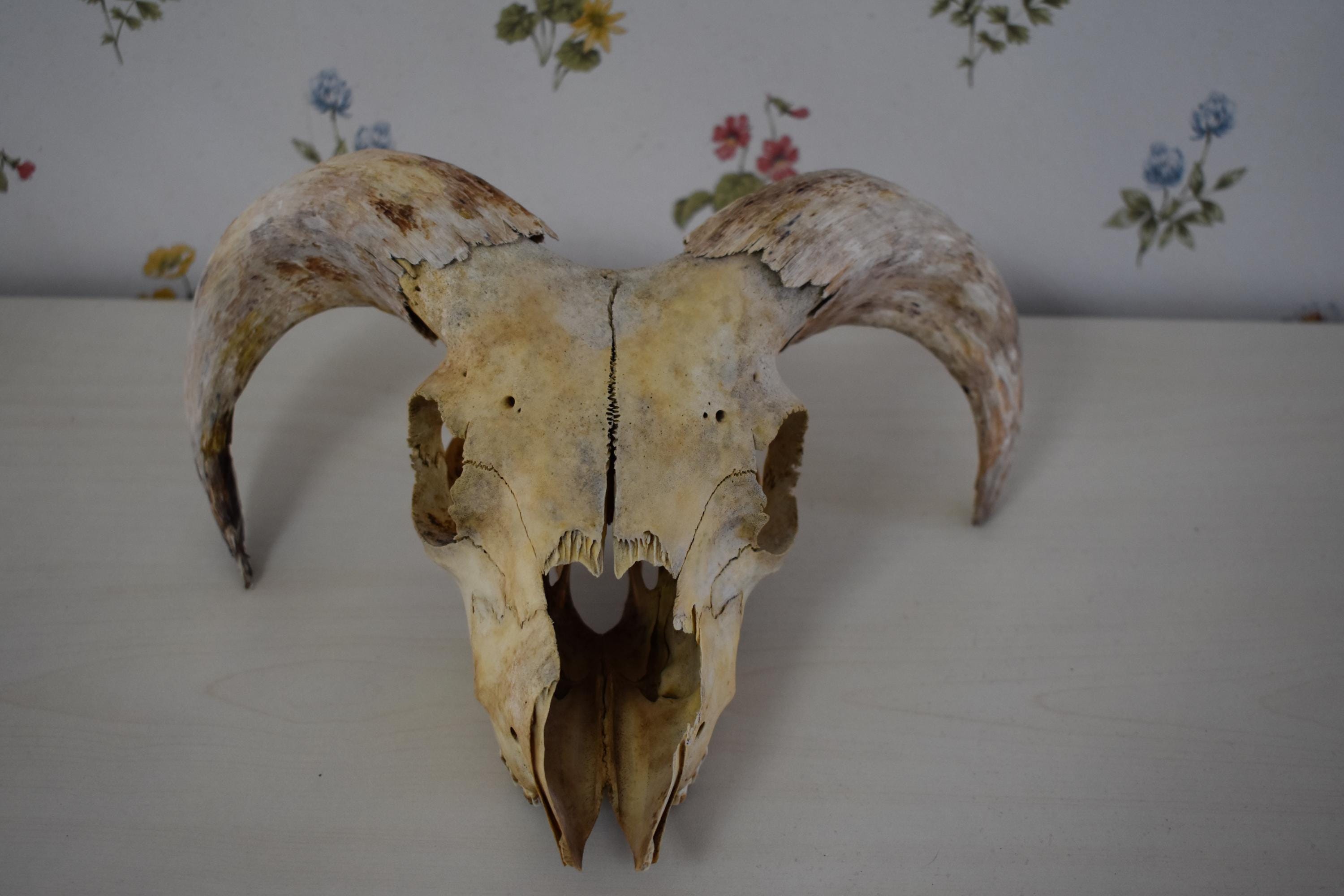 Icelandic Ram Lamb Skull - Etsy