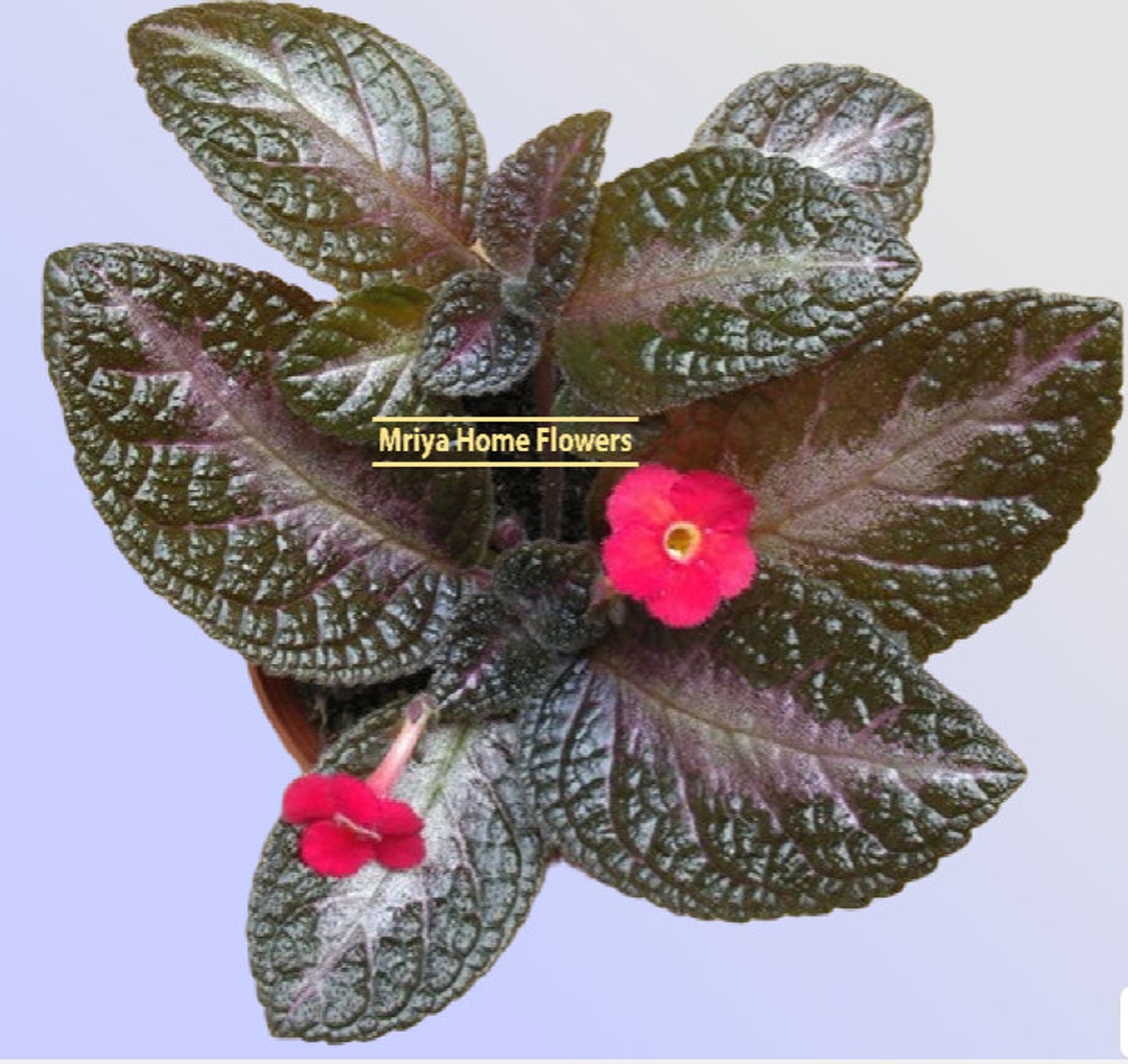 Episcia Raspberry Blush. Freshly Cut Cuttings. Home Plants. - Etsy Canada
