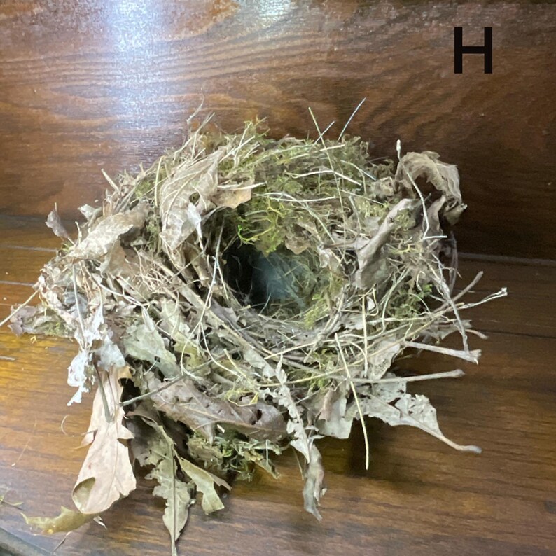 Bird Nest Real Naturally Abandoned Found on Walks in Nature - Etsy