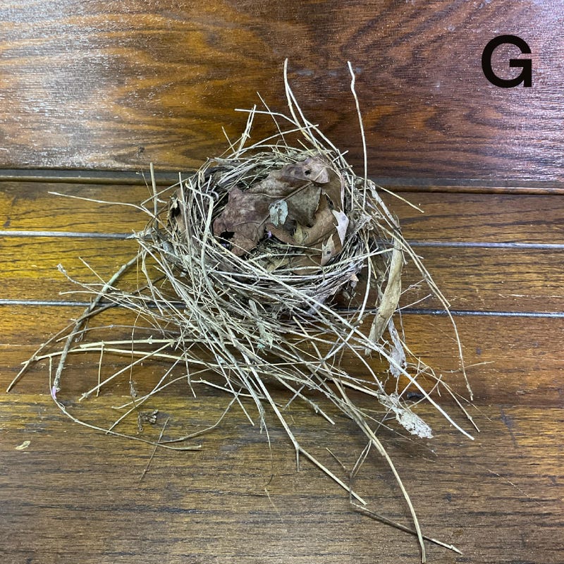 Real Birds Nest - Etsy