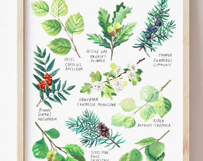 Tree Leaves Identification Poster British Species - Etsy Canada