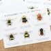 Bumblebee Species Art Print A4 Bee Poster - Etsy