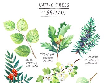 Native Trees of Britain Poster - Etsy UK