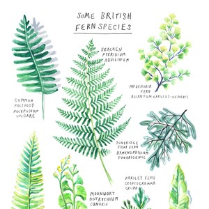 British Fern Species Poster A4 - Botanical Print - Etsy UK