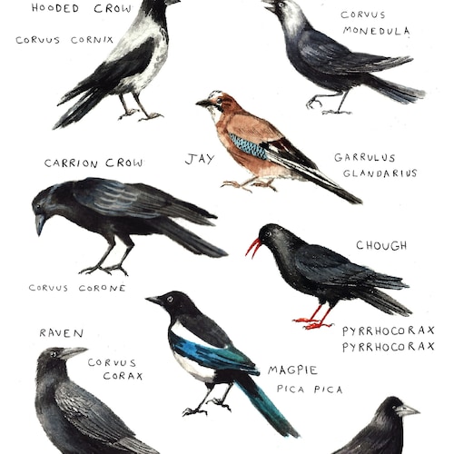 Corvid Species Art Print A4 Size - Etsy