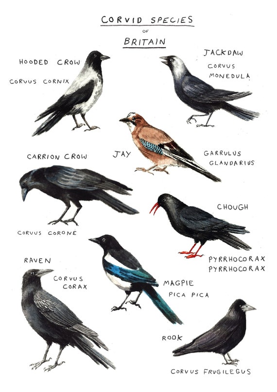 Corvid Species Art Print A4 Size - Etsy UK