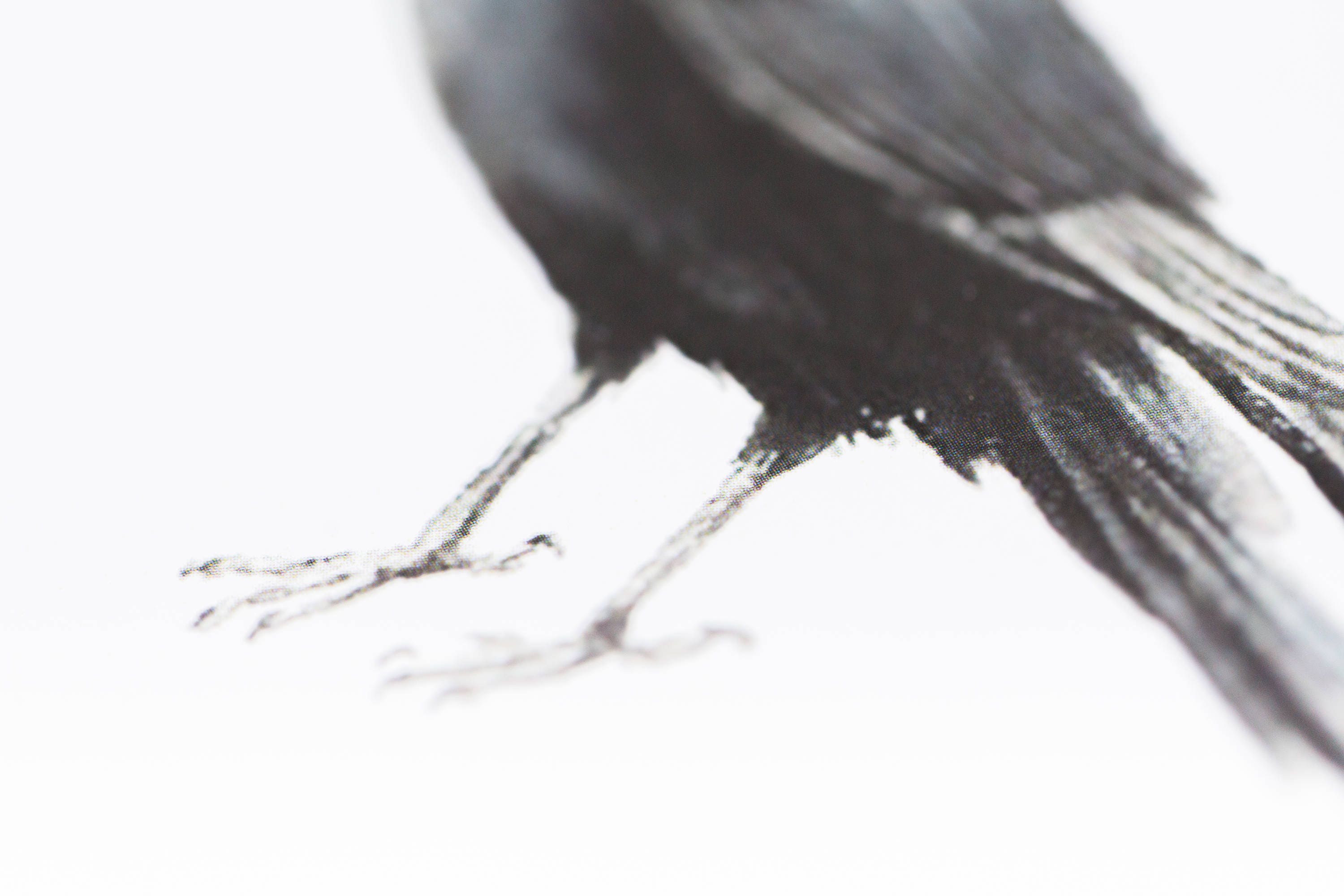 Corvid Species Art Print A4 Size - Etsy