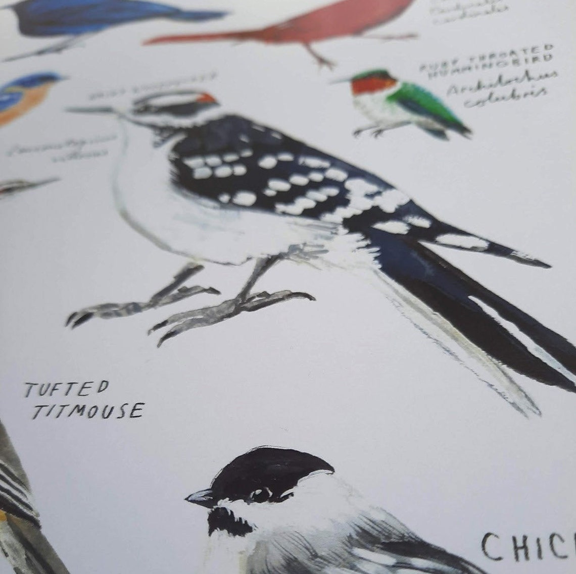 North American Birds Species Poster | Etsy Canada