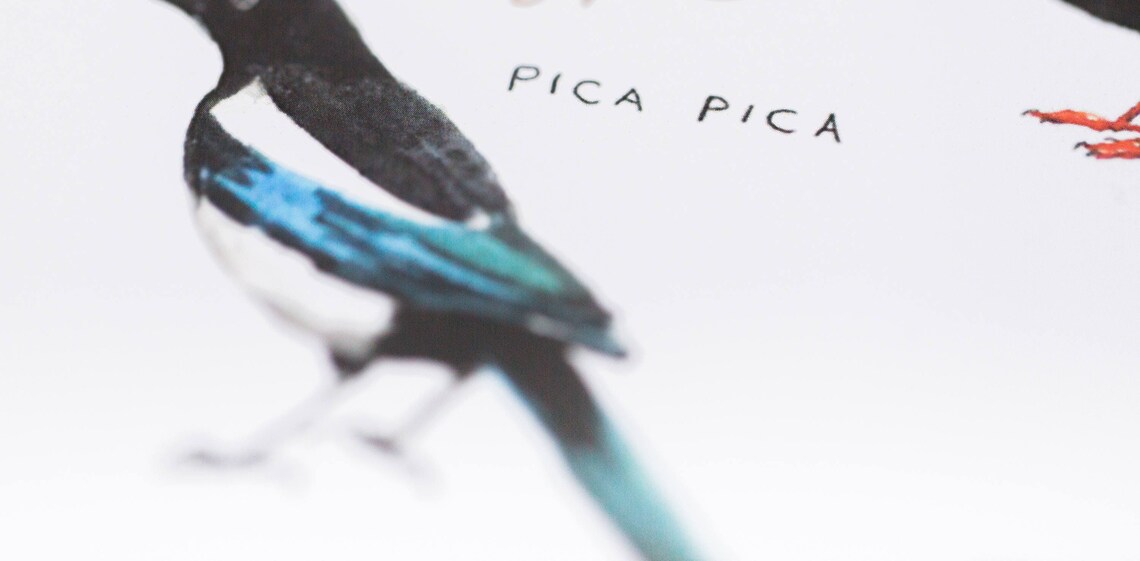 Corvid Species Art Print A4 Size - Etsy