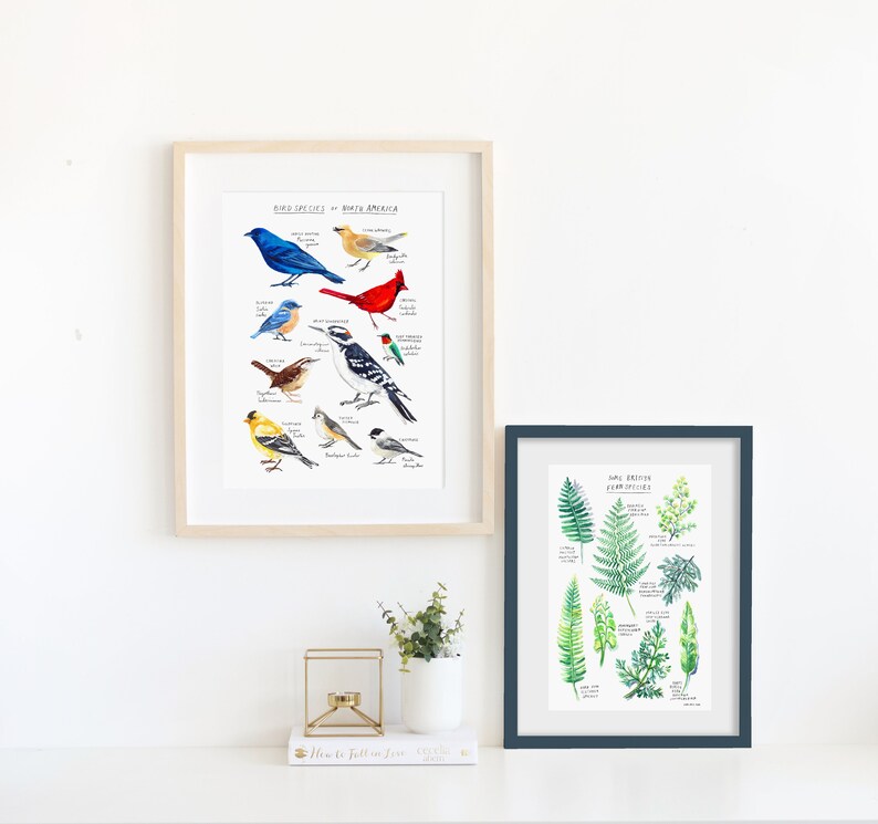 North American Birds Species Poster | Etsy Canada