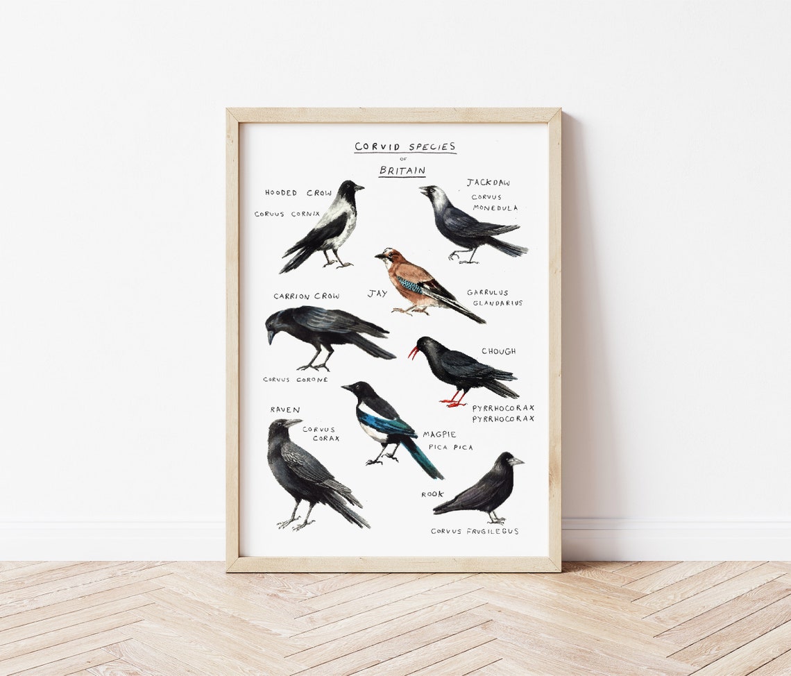 Corvid Species Art Print A4 Size - Etsy