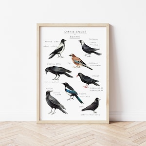 Corvid Species Art Print - A4 Size - Etsy Australia