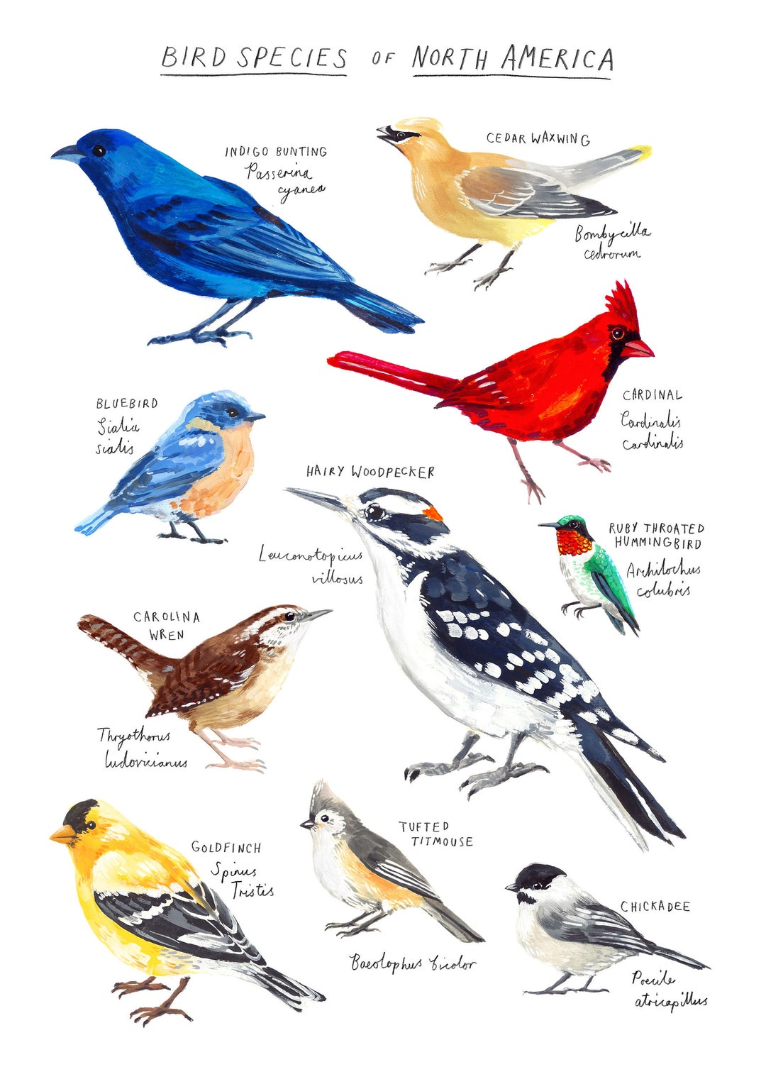 North American Birds Species Poster - Etsy