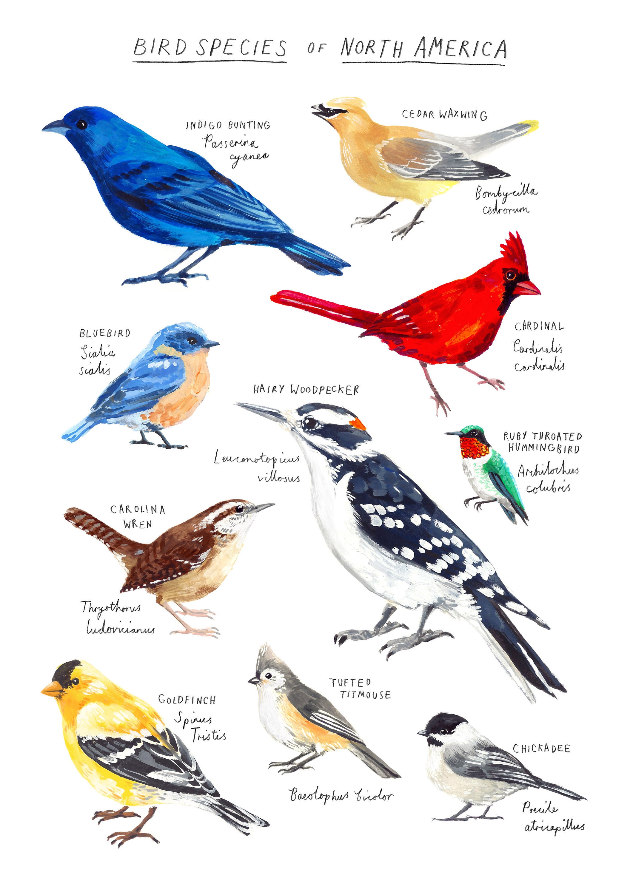 North American Birds Chart