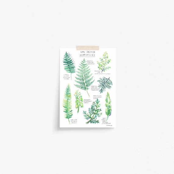 British Fern Species Poster A4 Botanical Print | Etsy