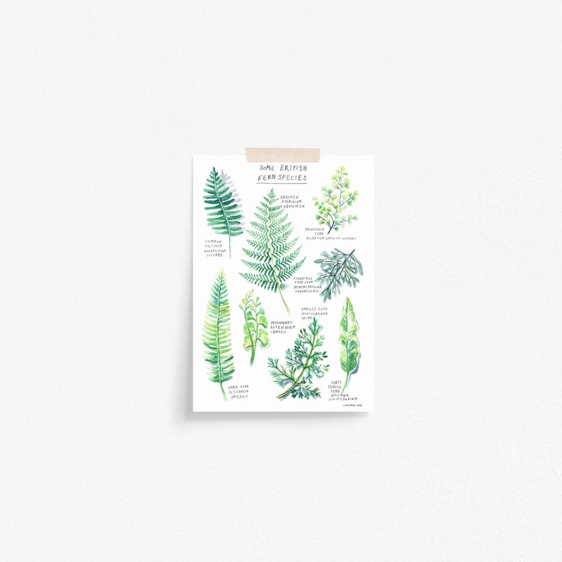 British Fern Species Poster A4 Botanical Print - Etsy UK