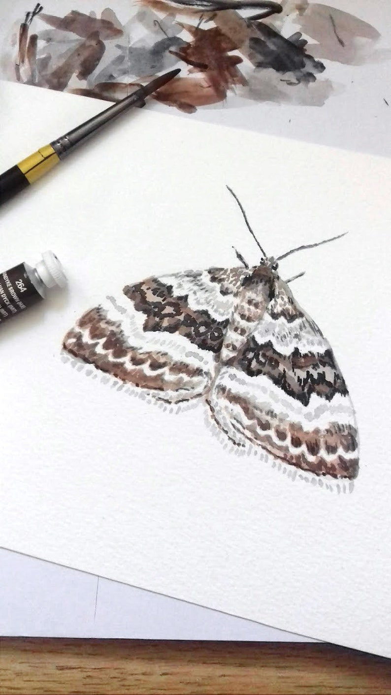Moth Species Art Print A4 Size | Etsy