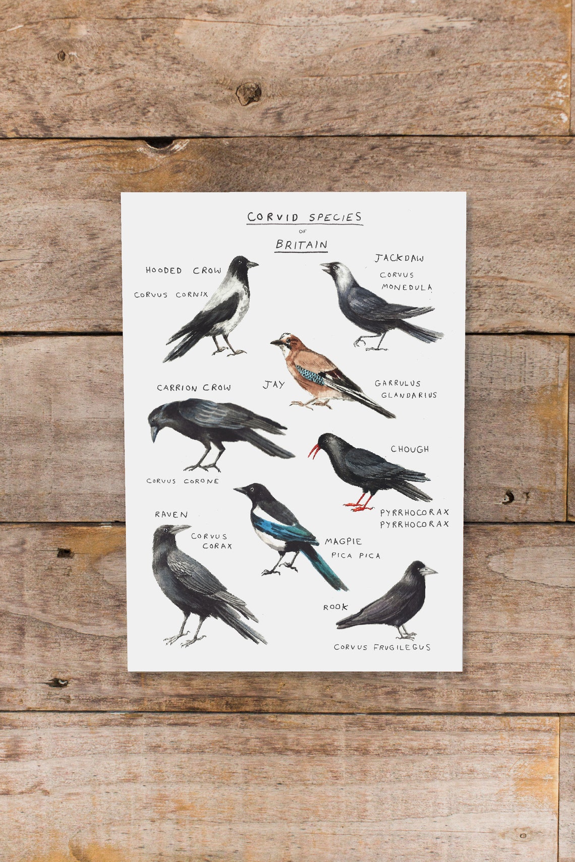 Corvid Species Art Print A4 Size - Etsy