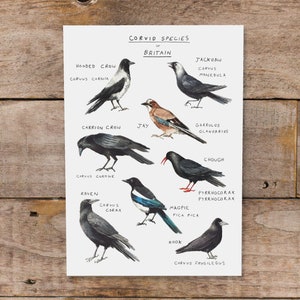 Corvid Species Art Print - A4 Size - Etsy