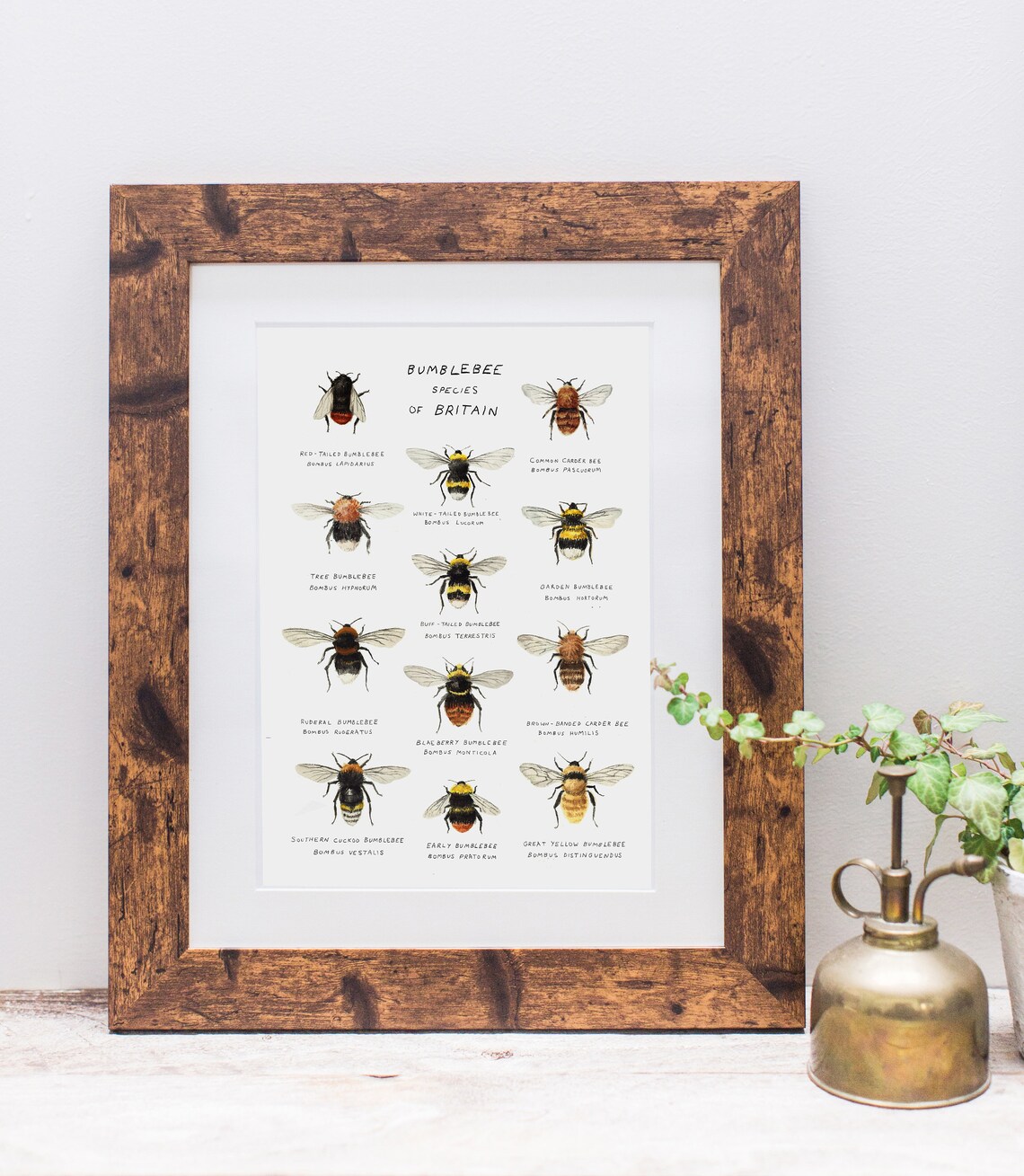 Bumblebee Species Art Print A4 Bee Poster - Etsy