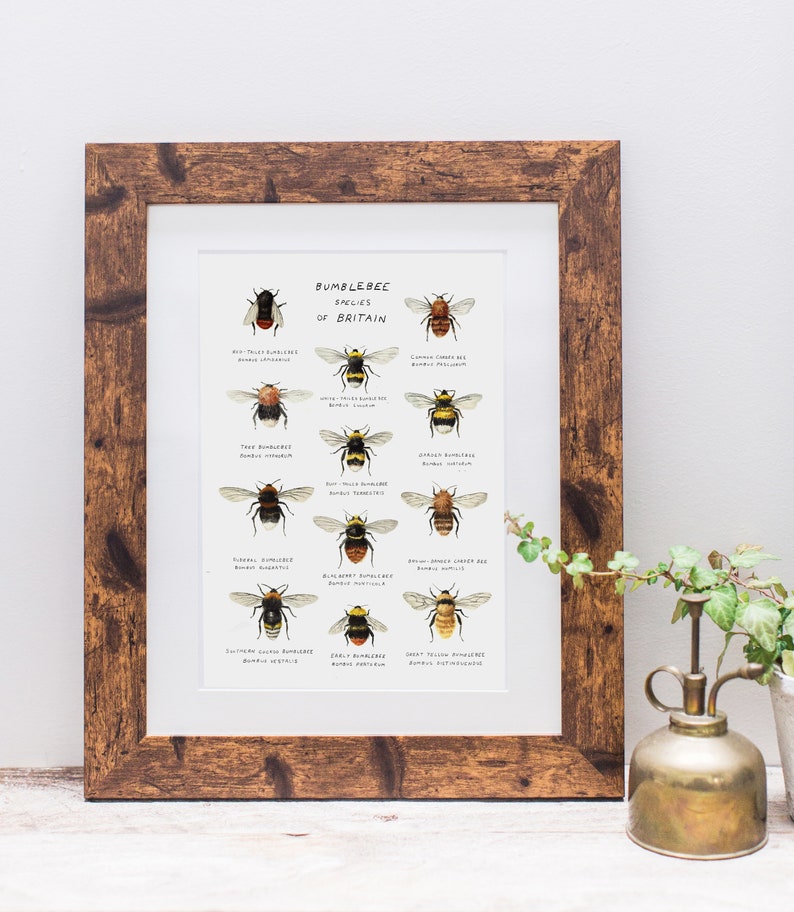 Bumblebee Species Art Print A4 Bee Poster - Etsy UK