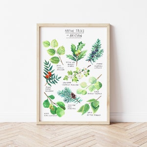 Native Trees of Britain Print A4 - Etsy