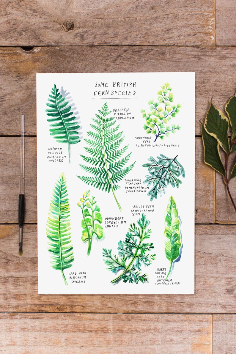 British Fern Species Poster A4 Botanical Print - Etsy UK
