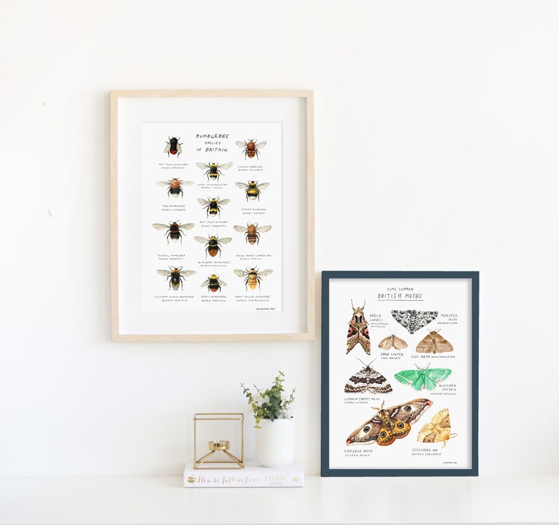 Bumblebee Species Art Print A4 Bee Poster - Etsy